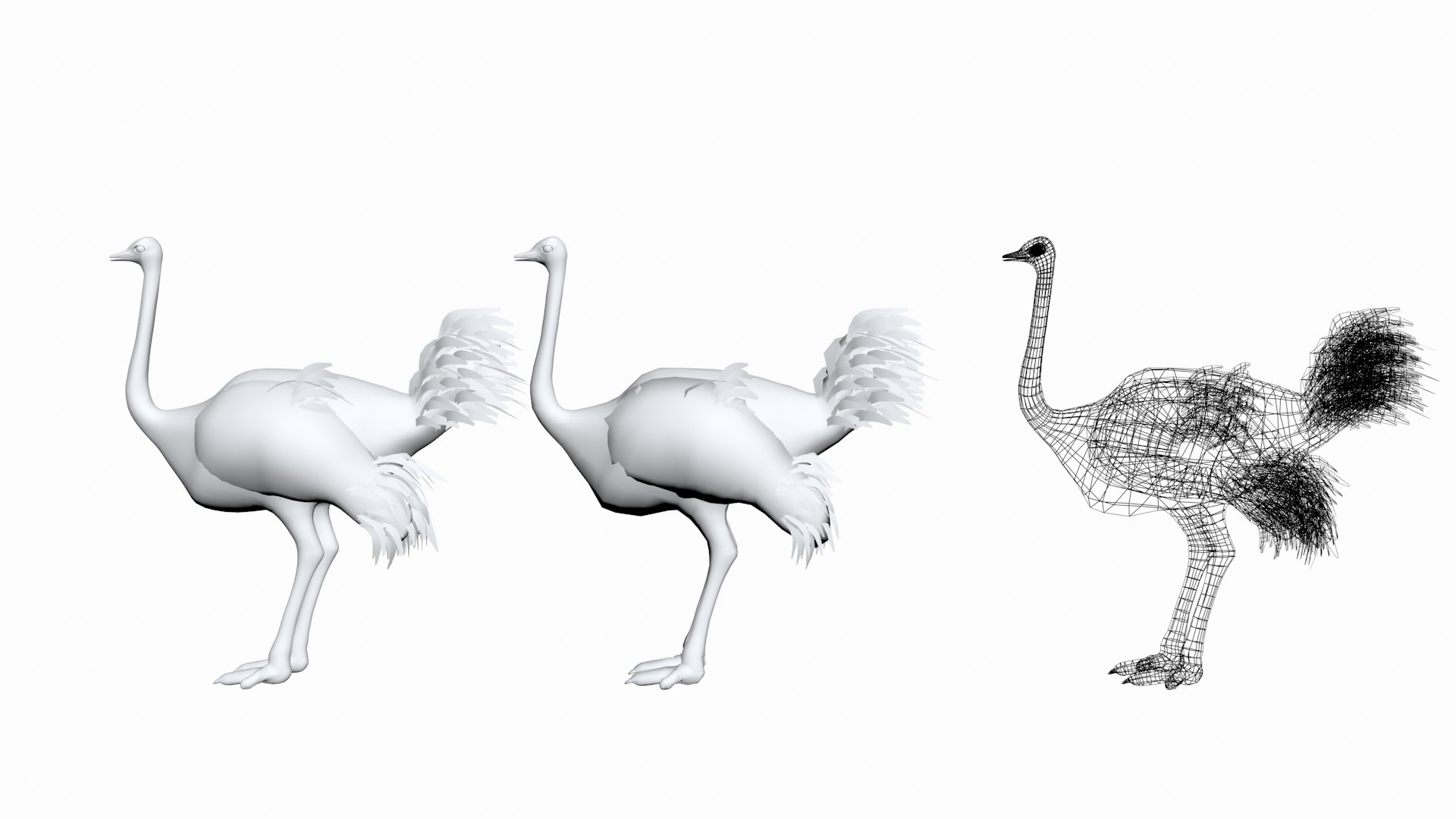 Ostrich 3D - TurboSquid 1607967