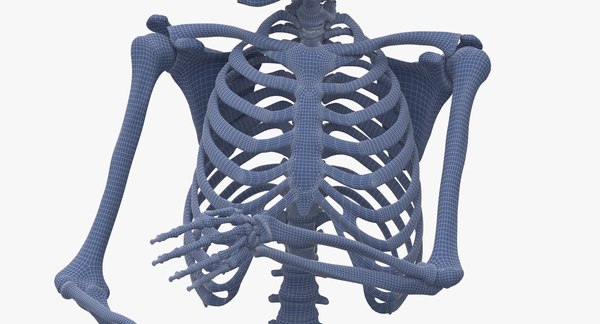 Real human female skeleton 3D model - TurboSquid 1692266