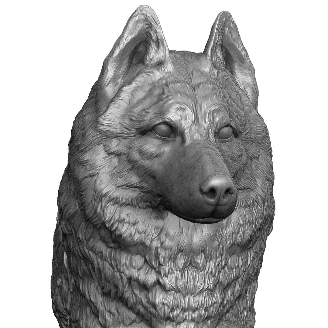 Husky Head Realistic Model - TurboSquid 1290526
