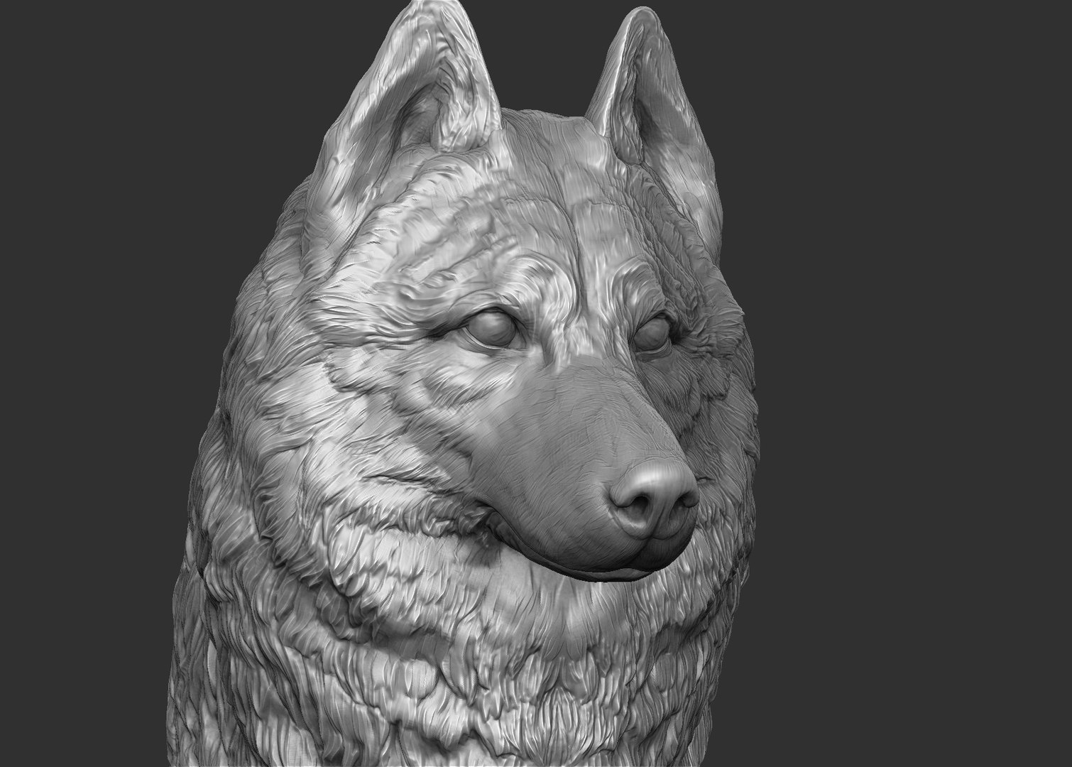 Husky Head Realistic Model - TurboSquid 1290526