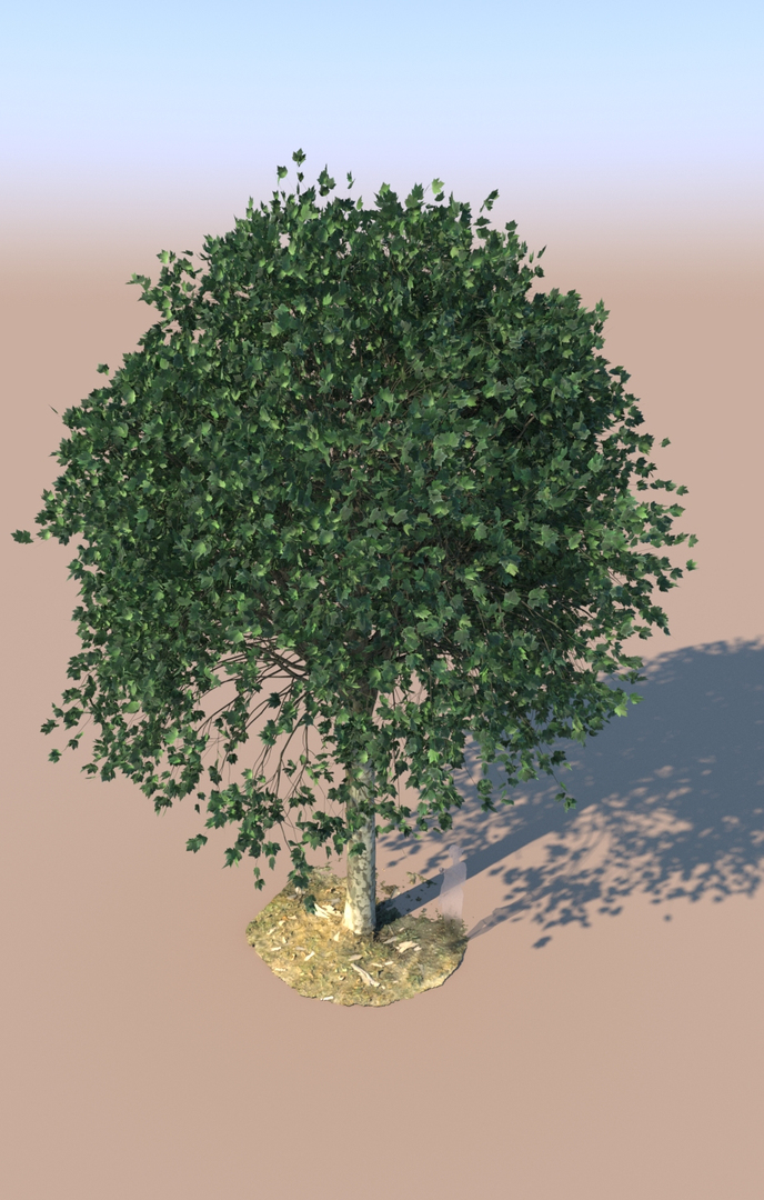 Maple tree acer 3D model - TurboSquid 1522116