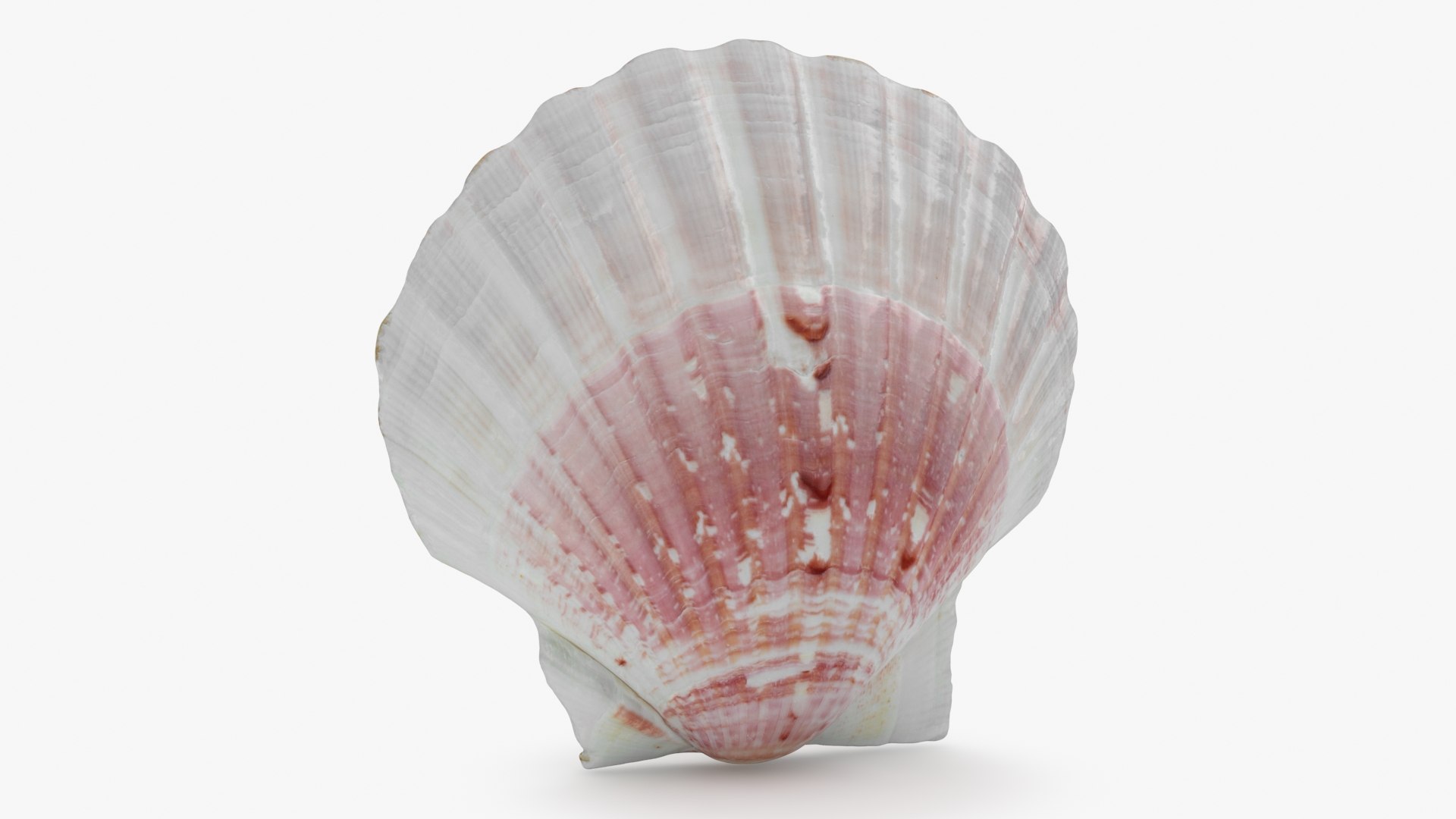 Clam Shell 01 3D Model - TurboSquid 2227622