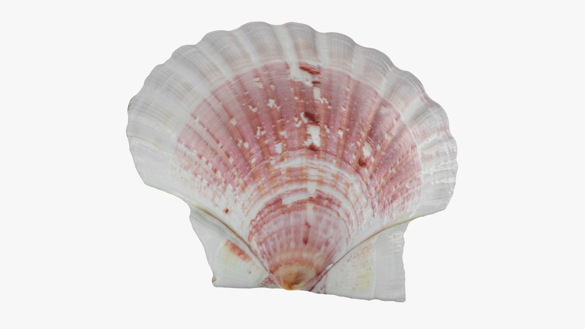 Clam Shell 01 3D Model - TurboSquid 2227622