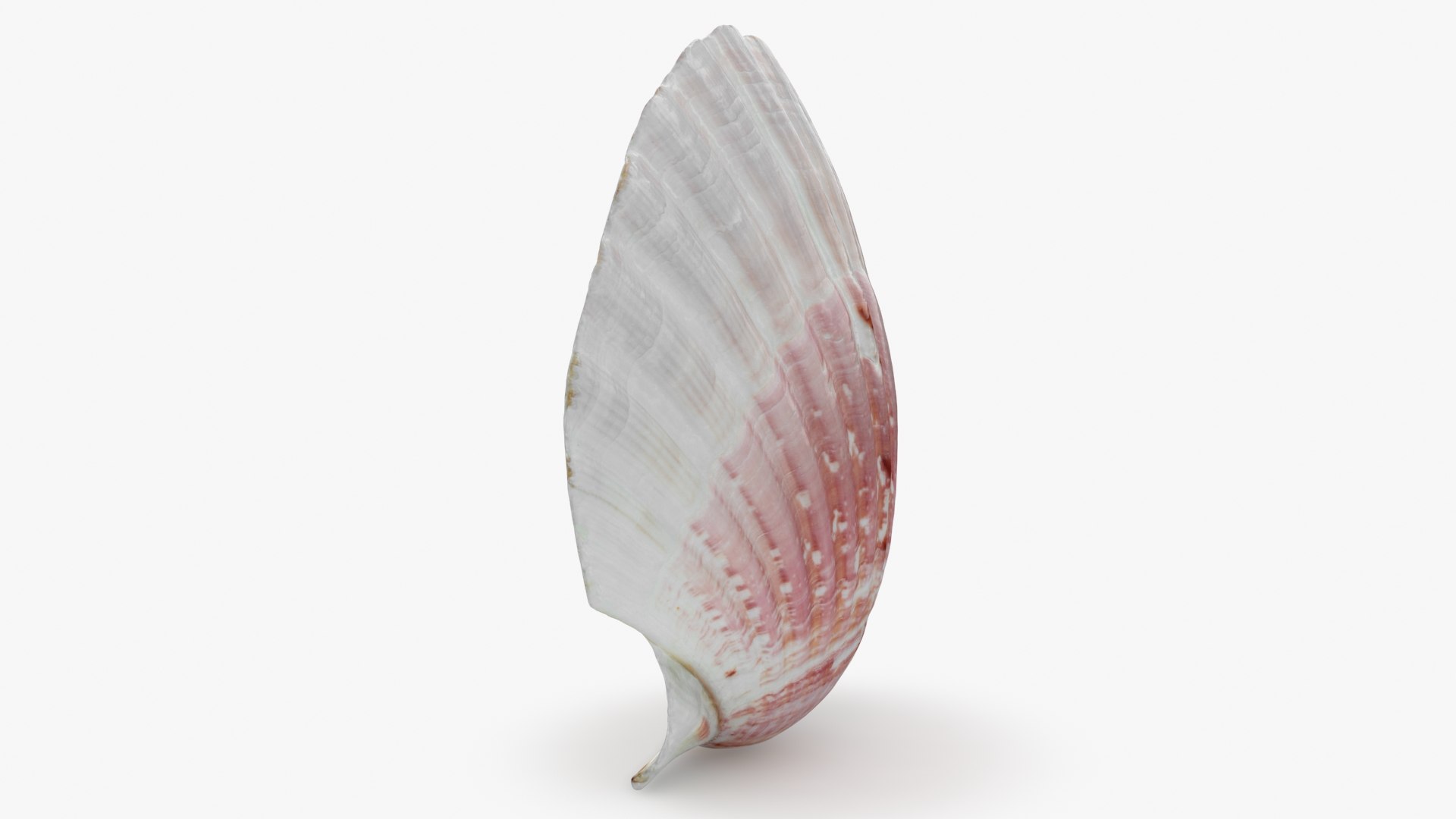 Clam Shell 01 3D Model - TurboSquid 2227622