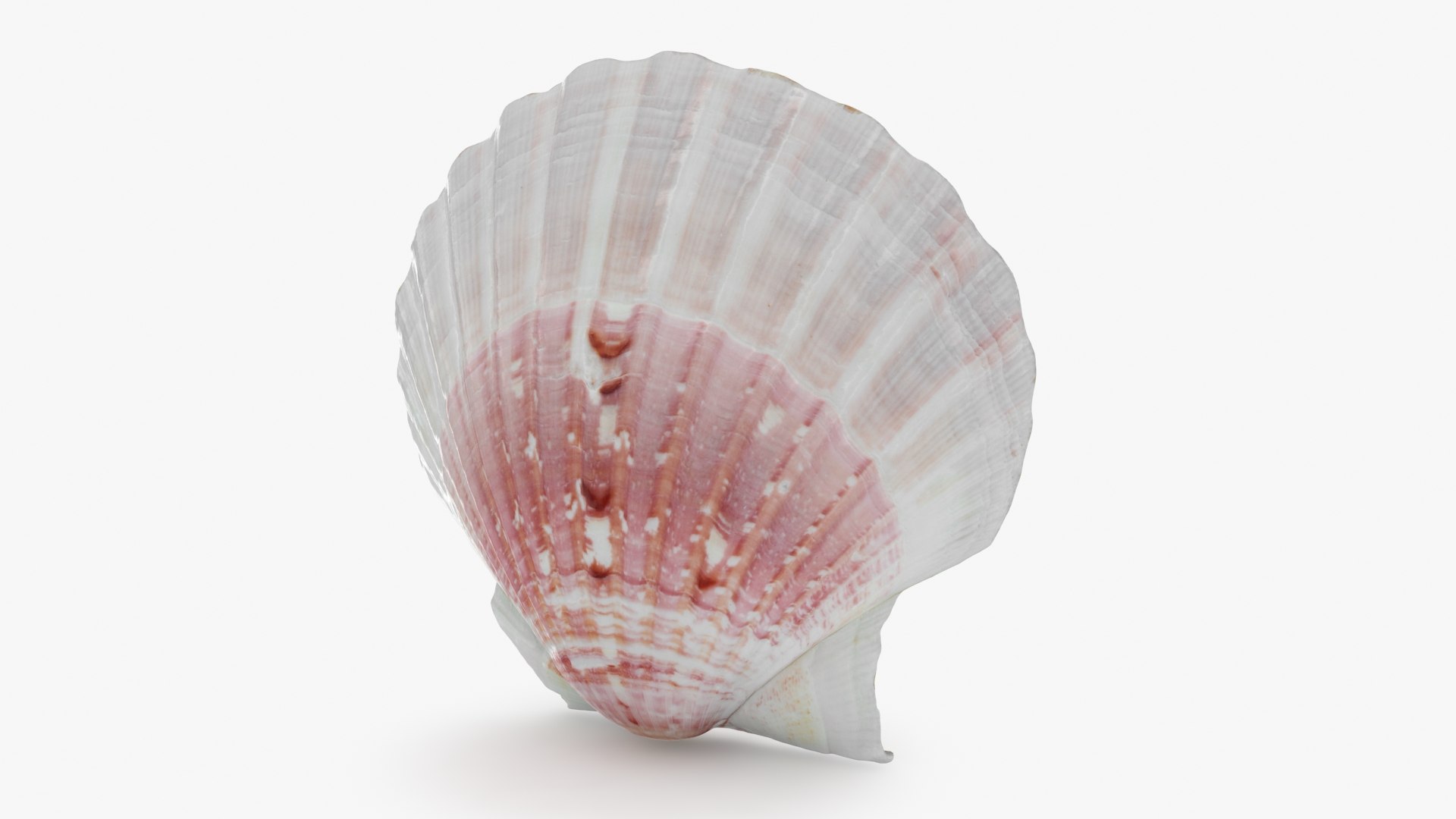 modelo 3d Concha de almeja 01 - TurboSquid 2227622