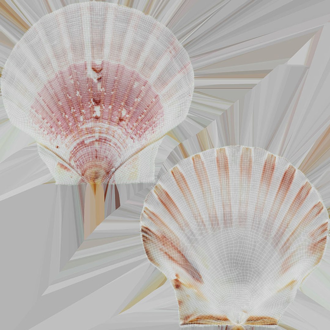Clam Shell 01 3D Model - TurboSquid 2227622