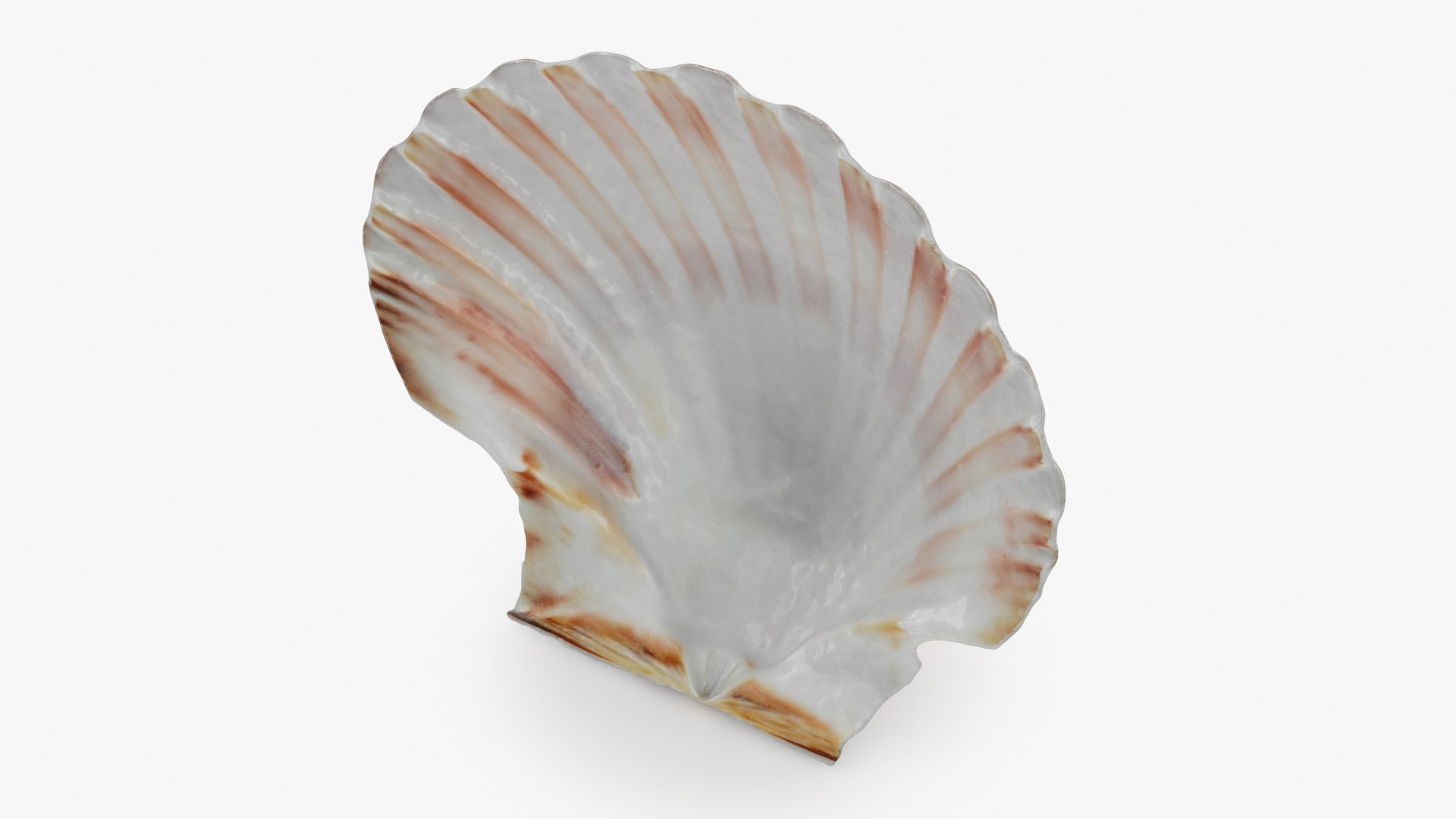 Clam Shell 01 3D Model - TurboSquid 2227622