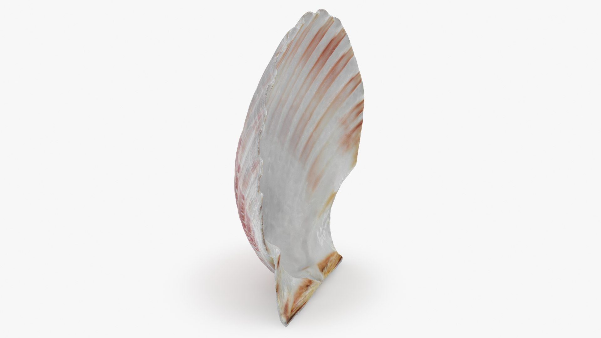 Clam Shell 01 3D Model - TurboSquid 2227622