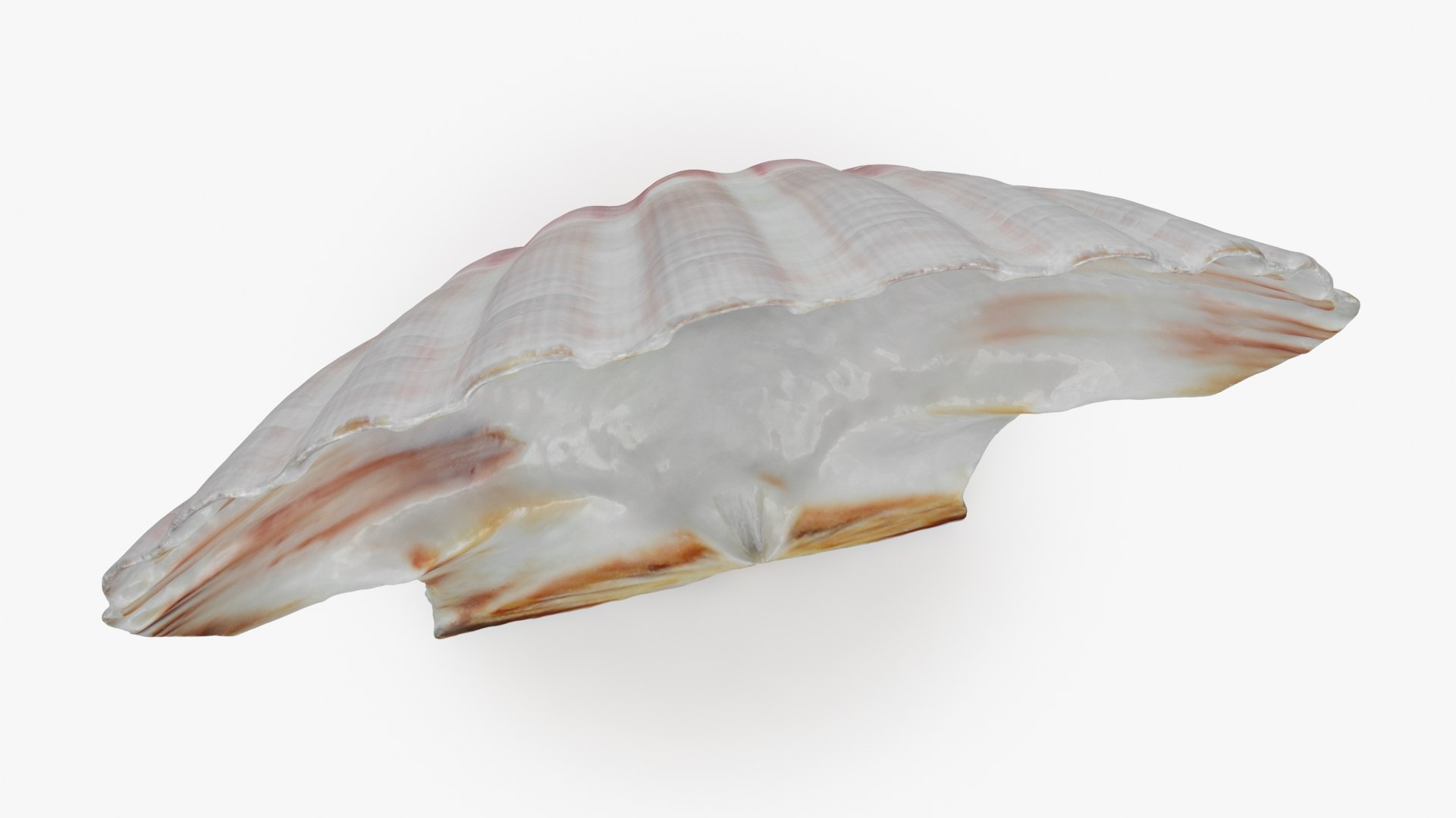 Clam Shell 01 3D Model - TurboSquid 2227622