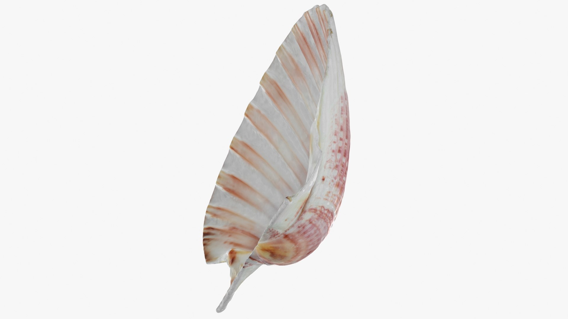 Clam Shell 01 3D Model - TurboSquid 2227622