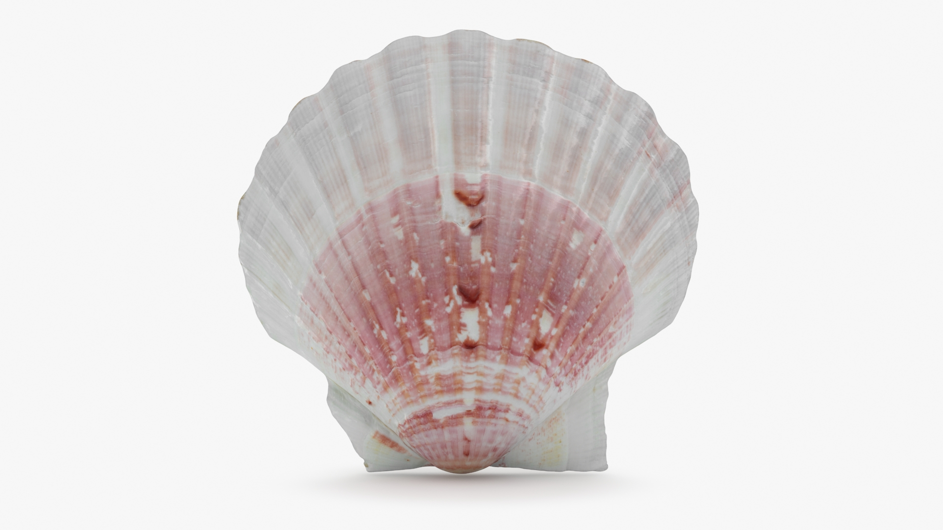 Clam Shell 01 3D Model - TurboSquid 2227622