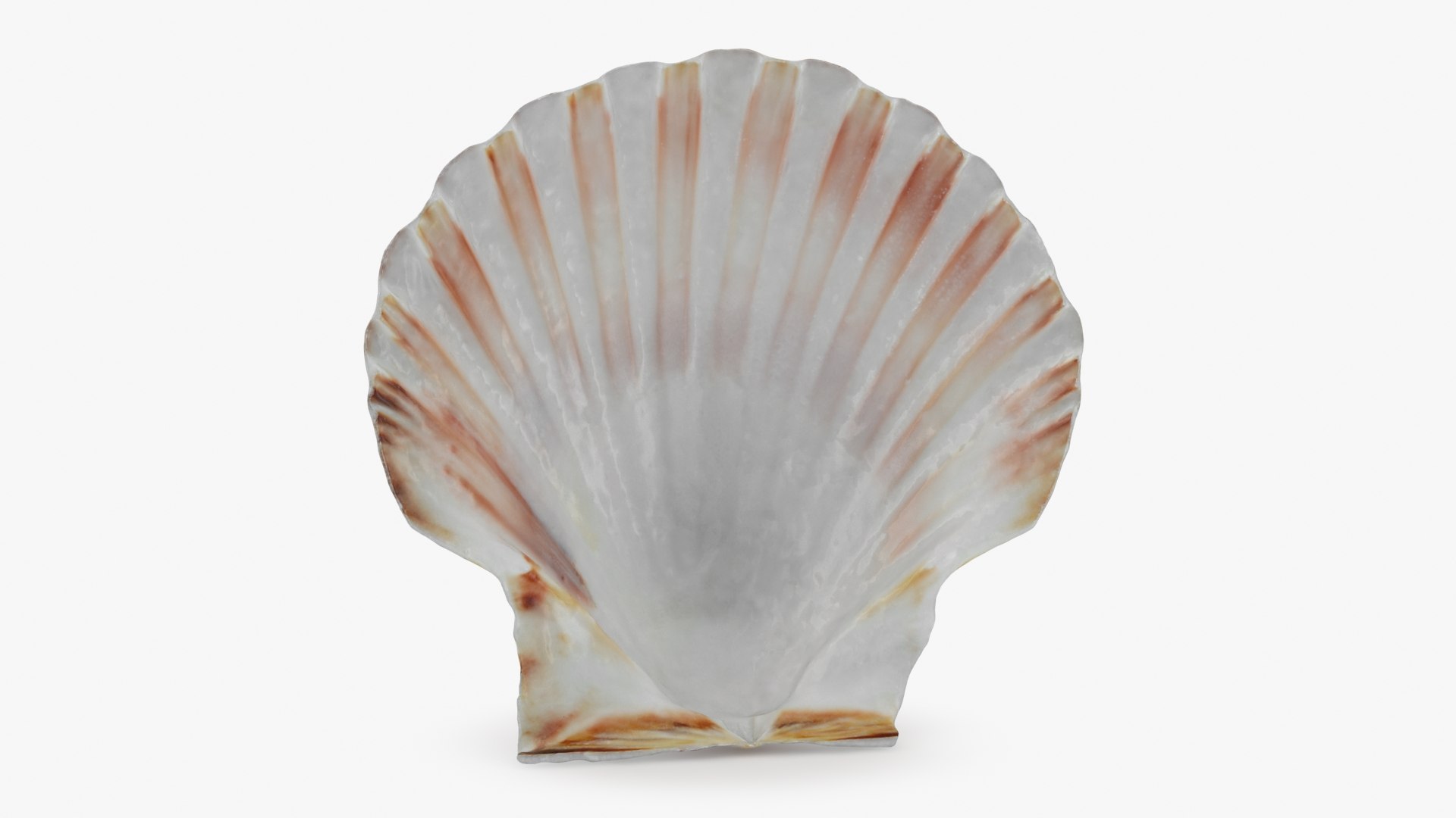 Clam Shell 01 3D Model - TurboSquid 2227622