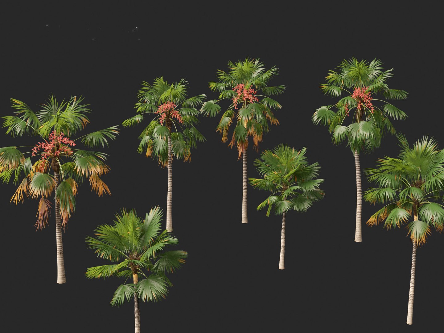 Saribus Rotundifolius - Footstool Palm 3D - TurboSquid 2134580