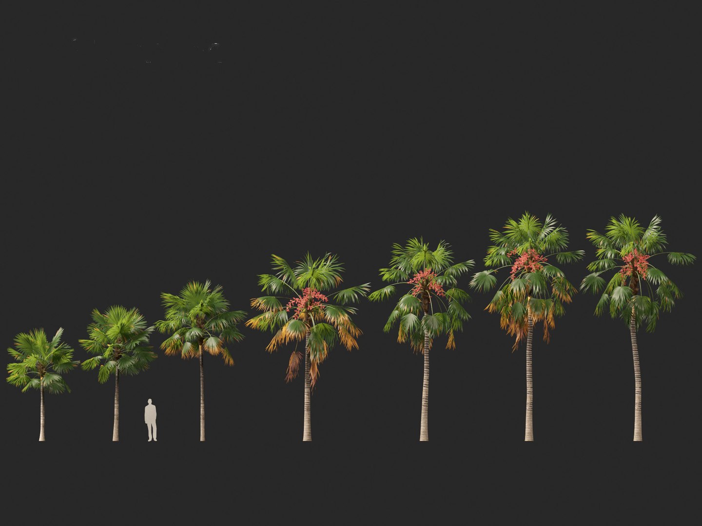 Saribus Rotundifolius - Footstool Palm 3D - TurboSquid 2134580