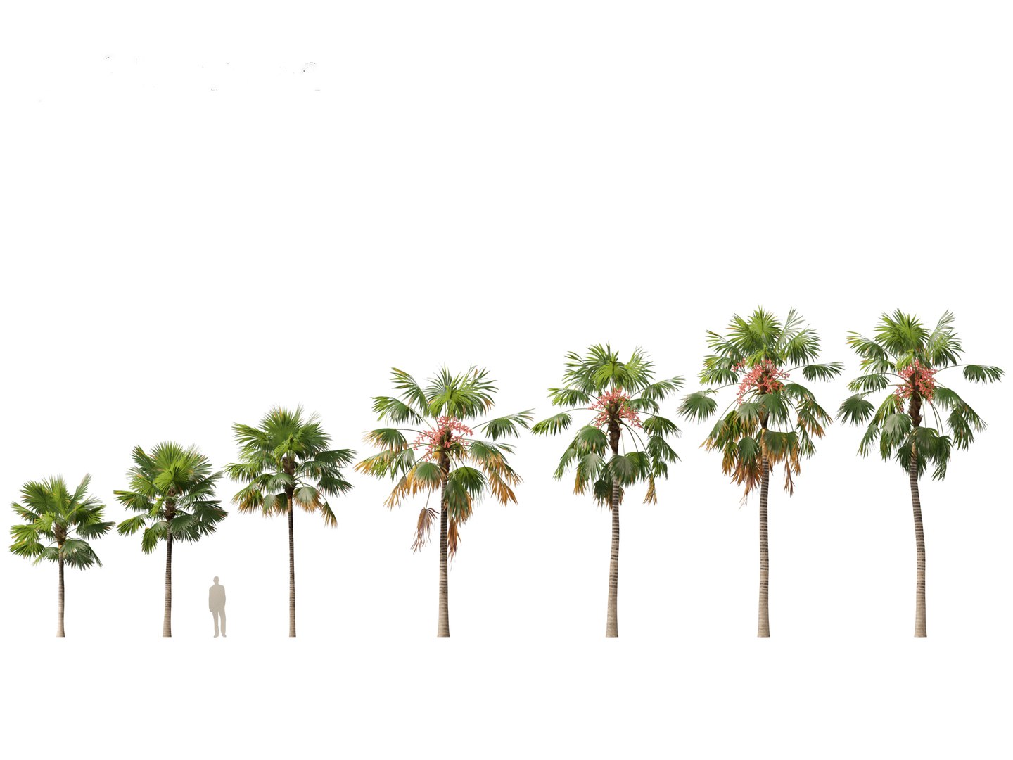 Saribus Rotundifolius - Footstool Palm 3D - TurboSquid 2134580