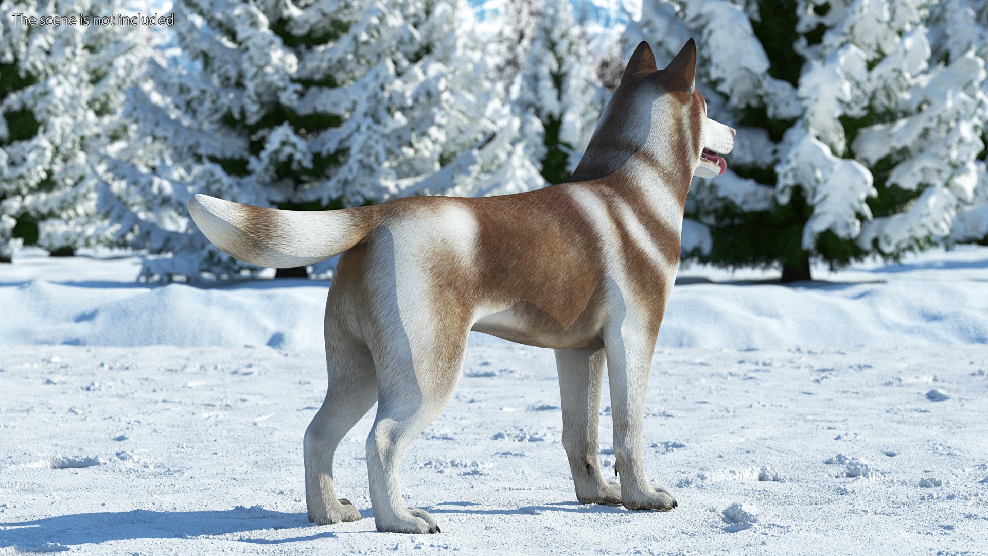 3D model Husky Dog Copper and White Coat - TurboSquid 1805418