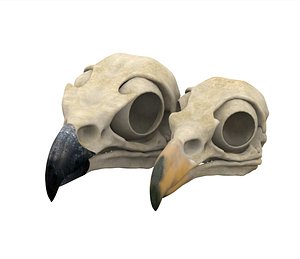 3d model bald eagle skull skeleton