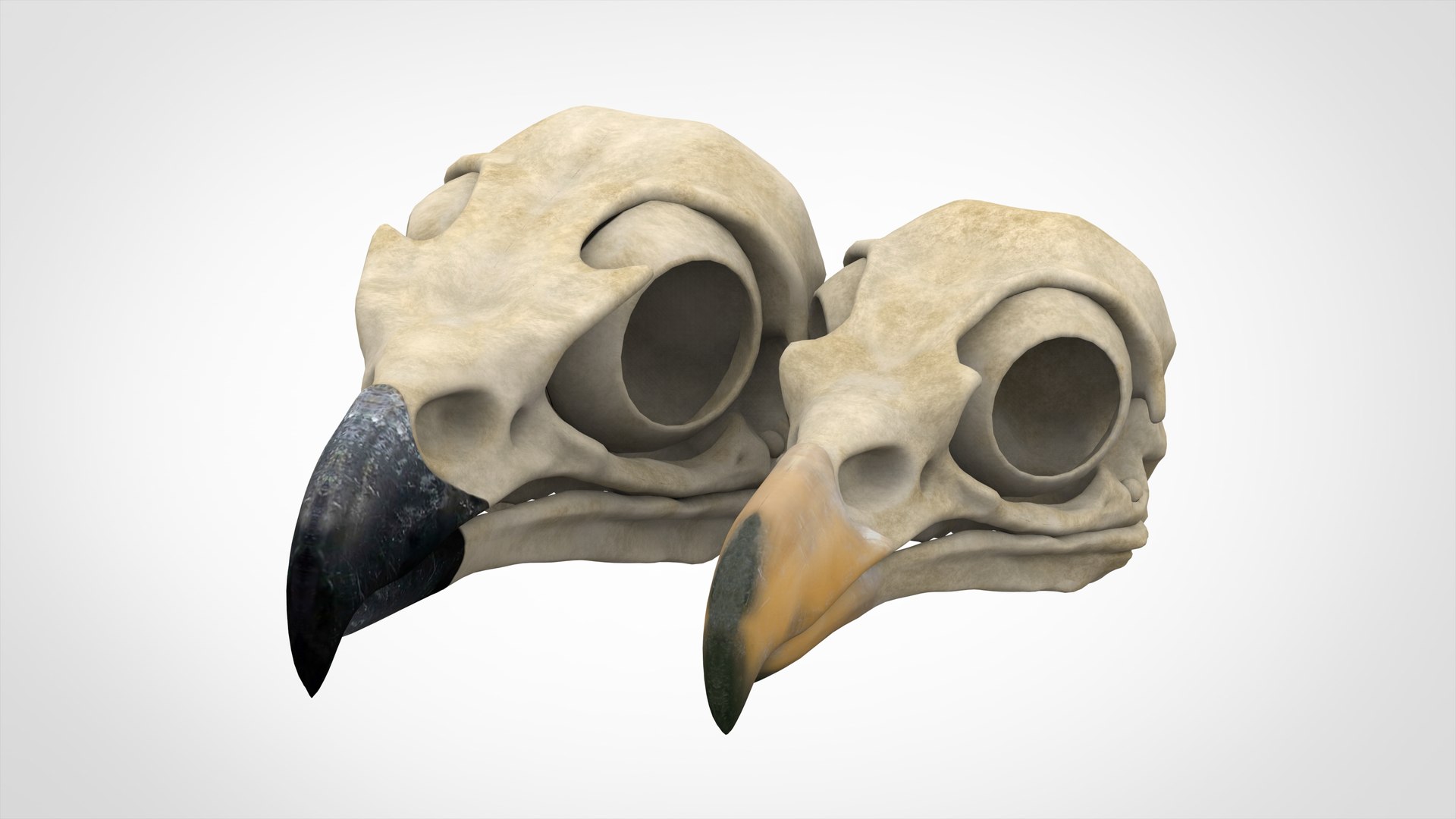 Eagle Skull 3D Model - TurboSquid 1566266