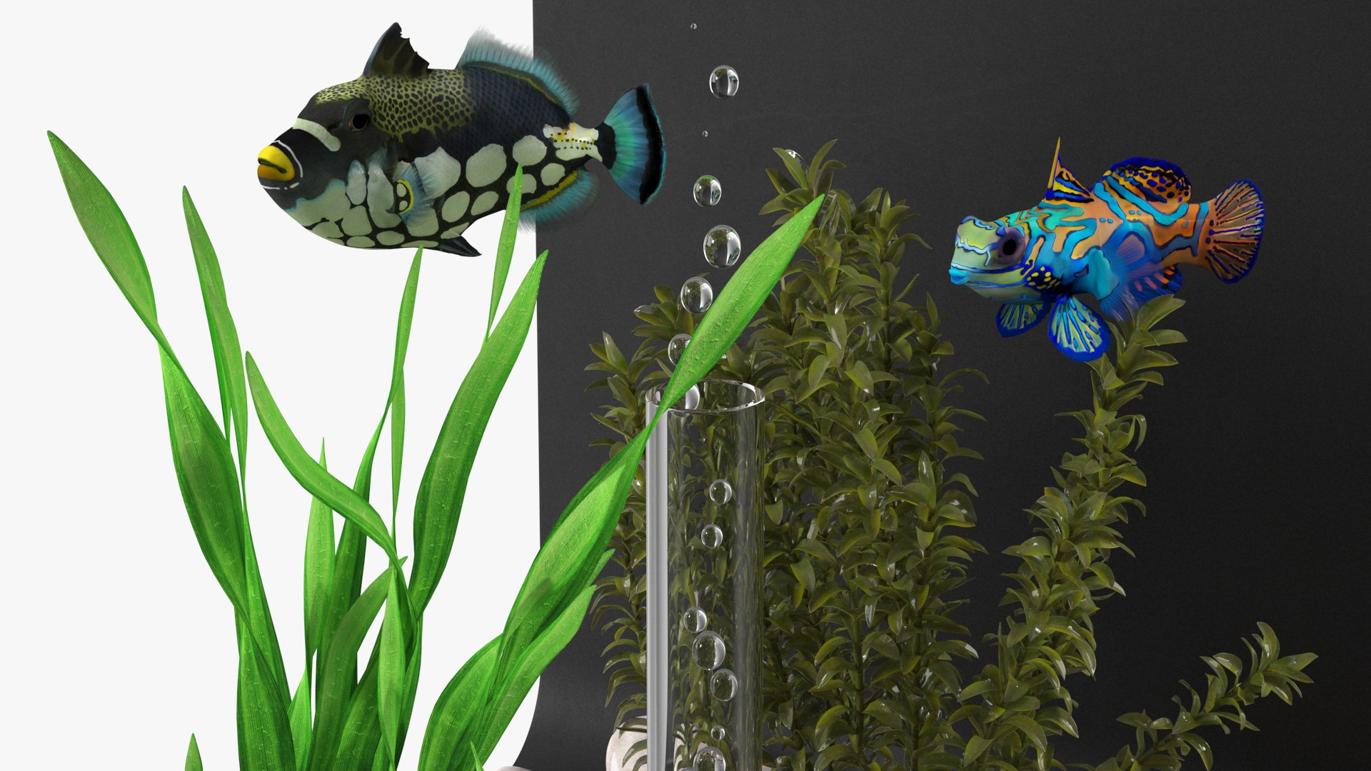 Designer Rectangle Aquarium Black With Fish 3D Model - TurboSquid 2132475