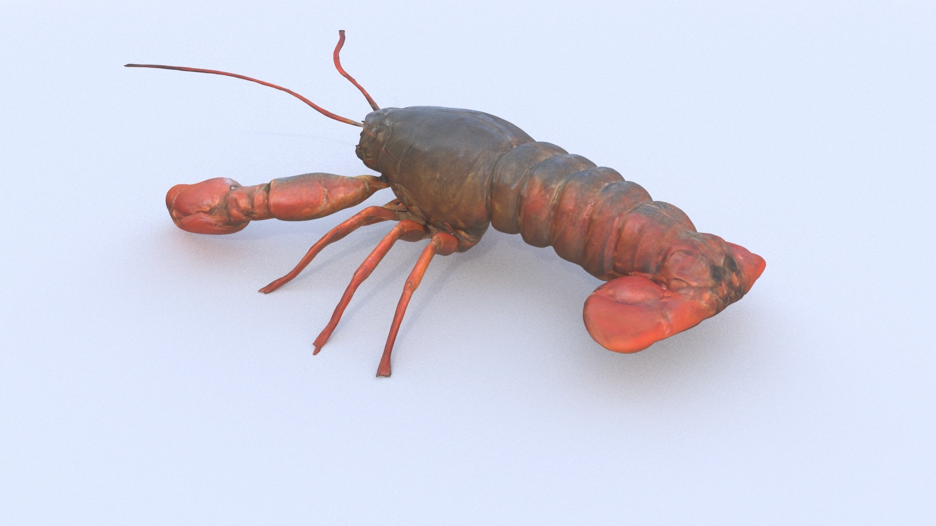 Crayfish 3D Model - TurboSquid 2338810