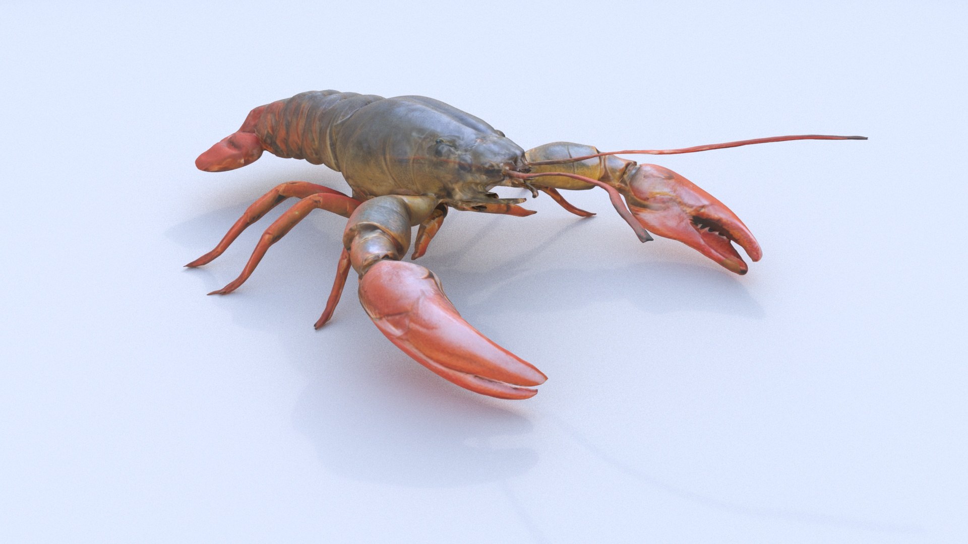 Crayfish 3D Model - TurboSquid 2338810