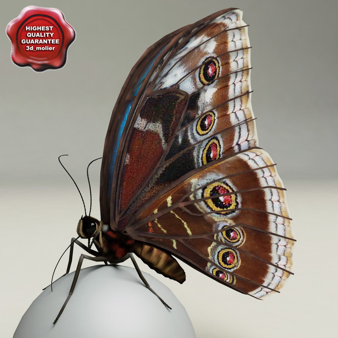 3d Model Blue Morpho Butterfly Pose6
