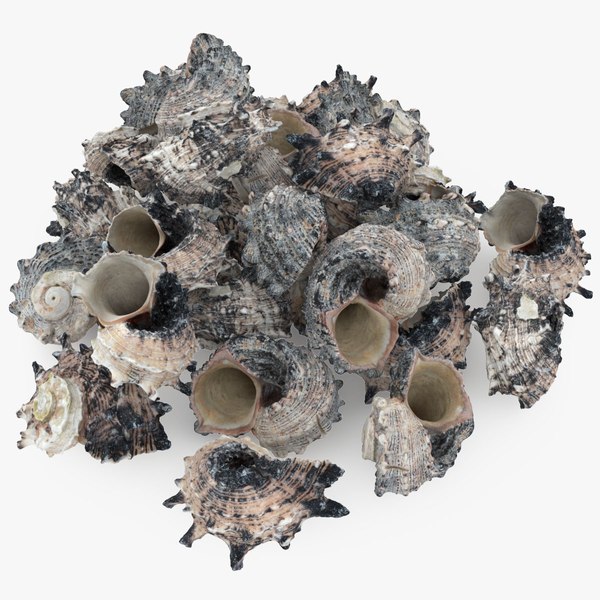 Seashell 3D Models for Download | TurboSquid