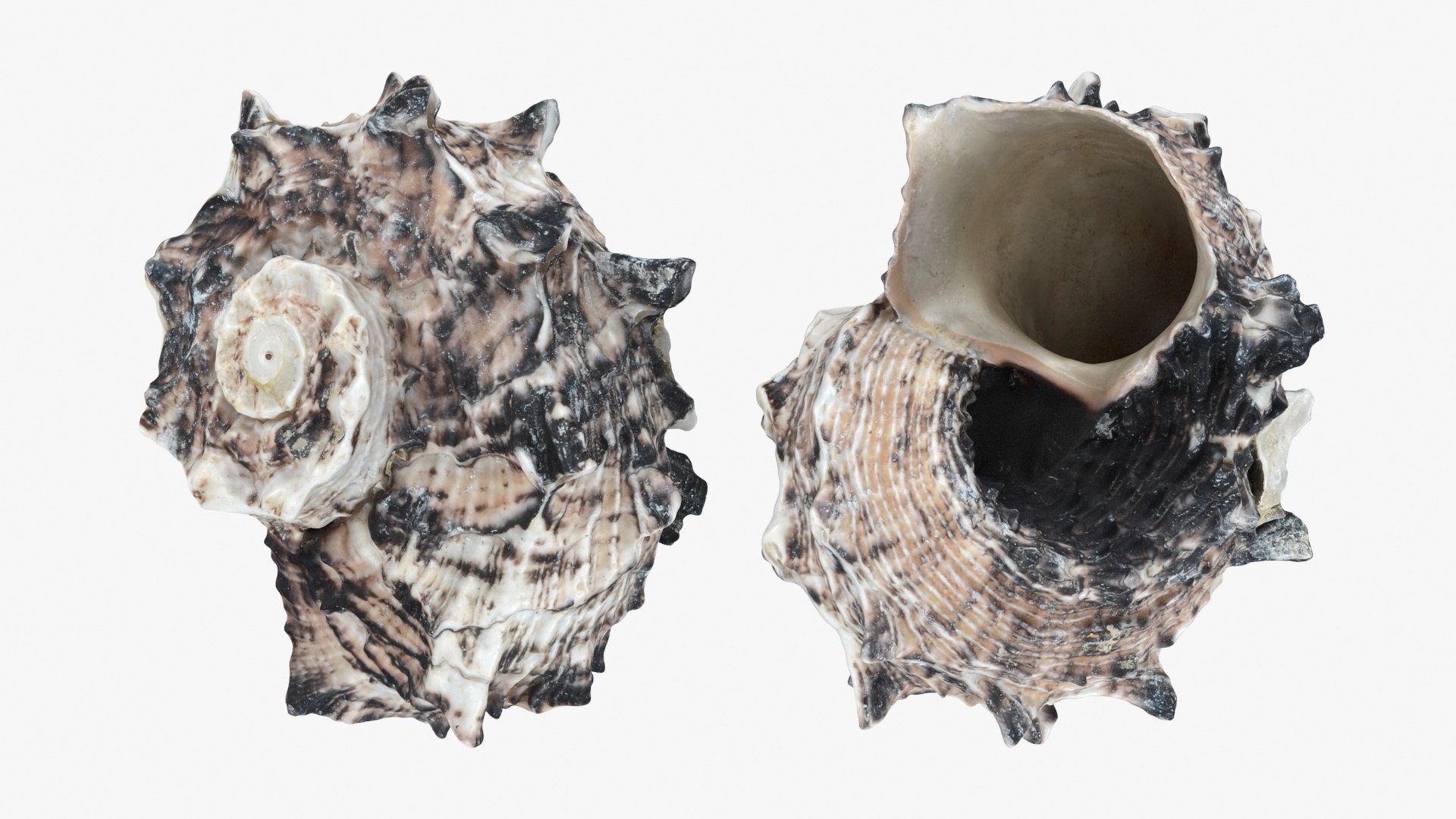 Angaria Delphinus Pile Model - TurboSquid 2214463