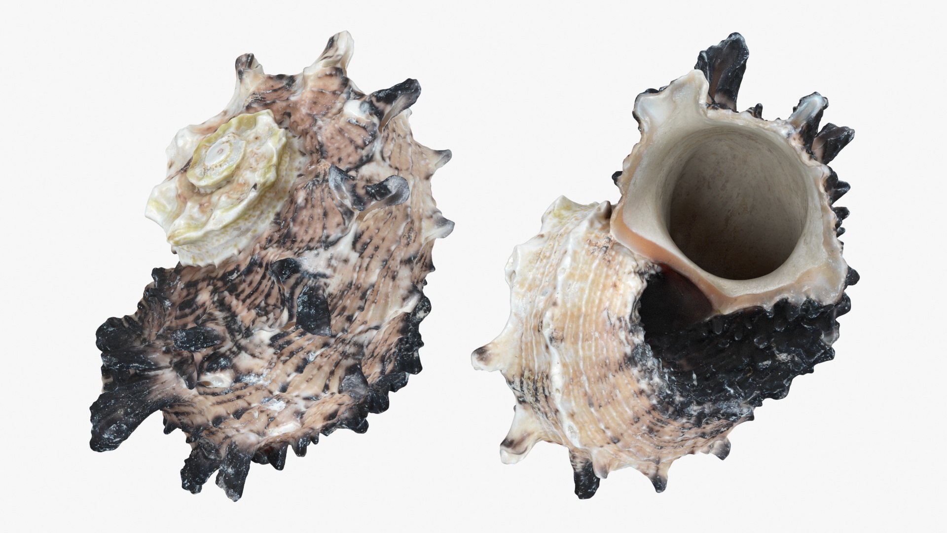 Angaria Delphinus Pile Model - TurboSquid 2214463