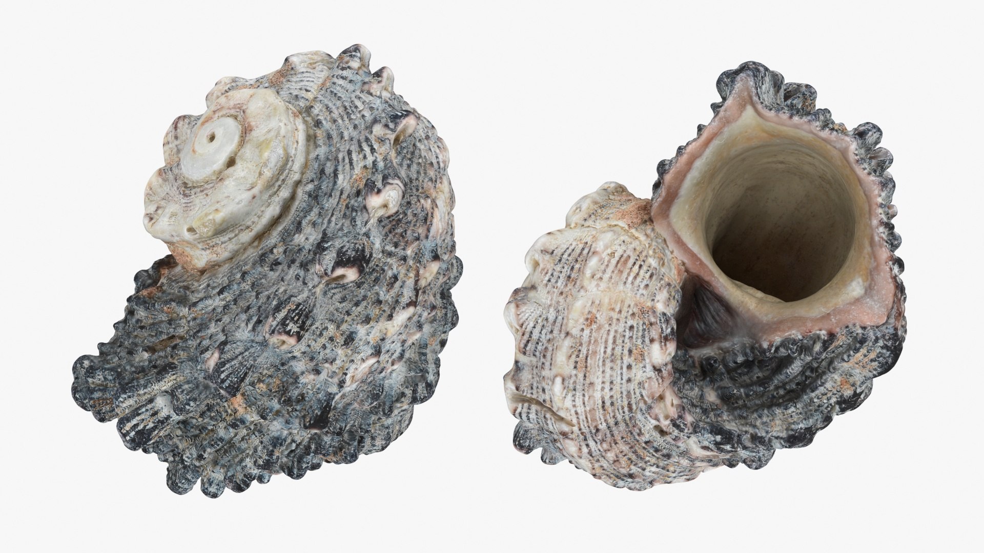 Angaria Delphinus Pile Model - TurboSquid 2214463