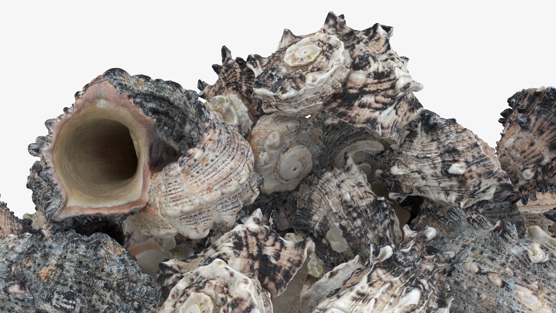 Angaria Delphinus Pile Model - TurboSquid 2214463