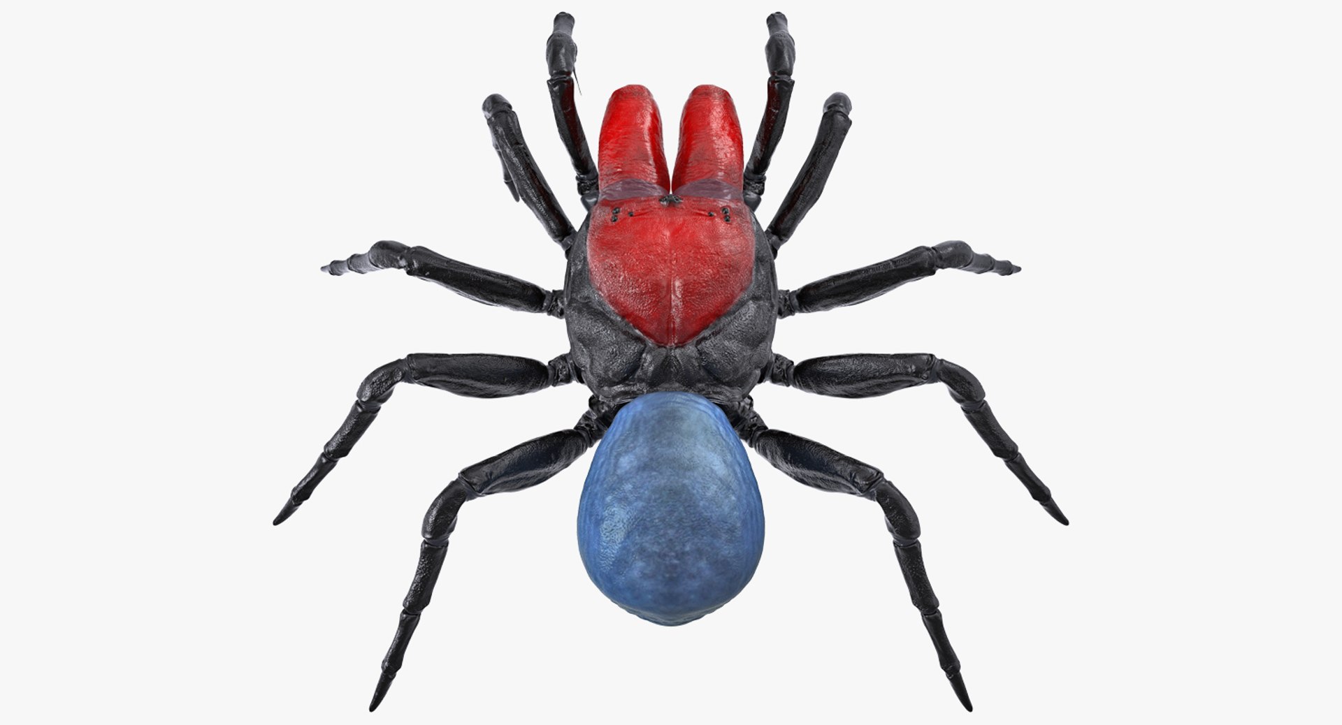 Mouse Spider Rigged 3D - TurboSquid 1171001