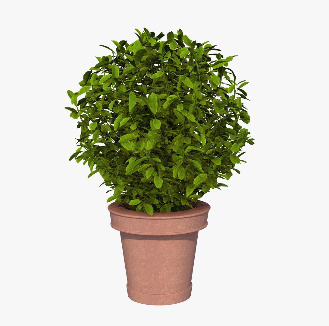 Plant Pot 3D Model - TurboSquid 1327193