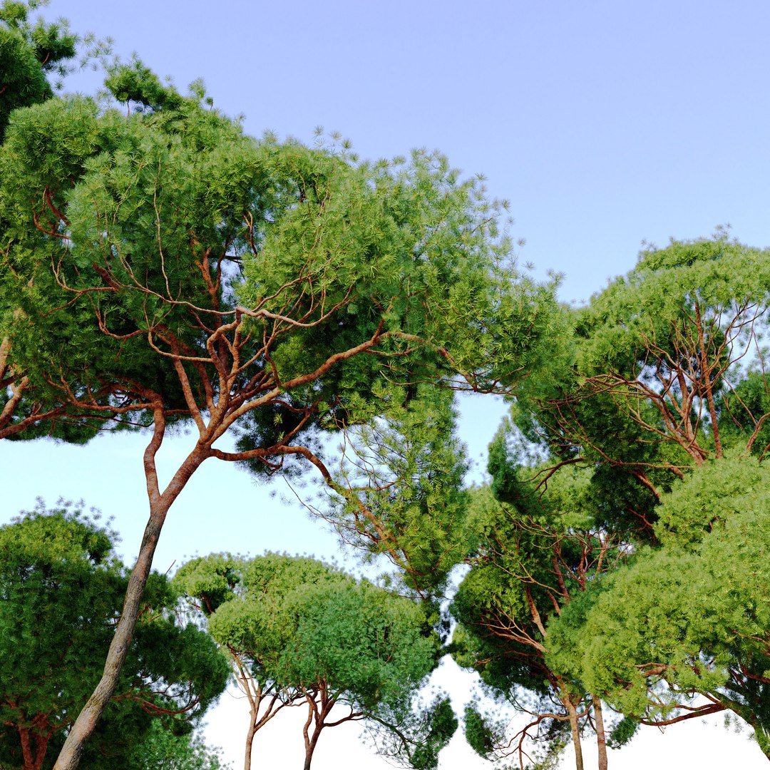 3D Stone Pine 3 Model - TurboSquid 1947865