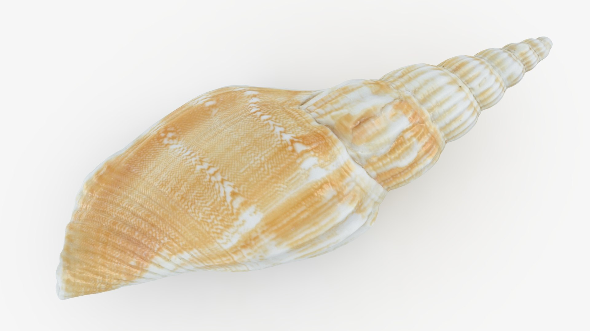 3D Doxander Vittatus Model - TurboSquid 2360173