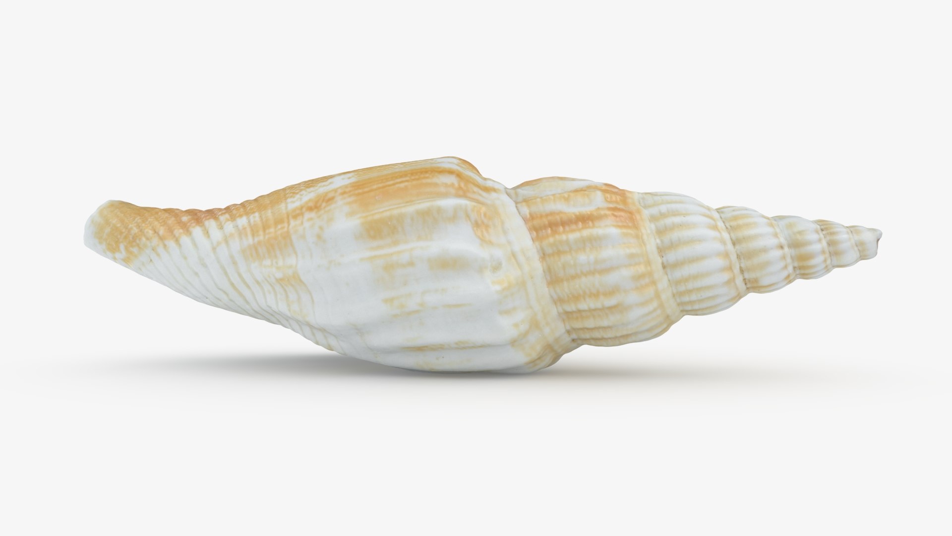 3D Doxander Vittatus Model - TurboSquid 2360173