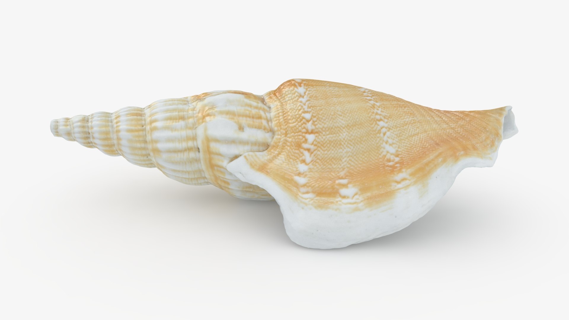 3D Doxander Vittatus Model - TurboSquid 2360173