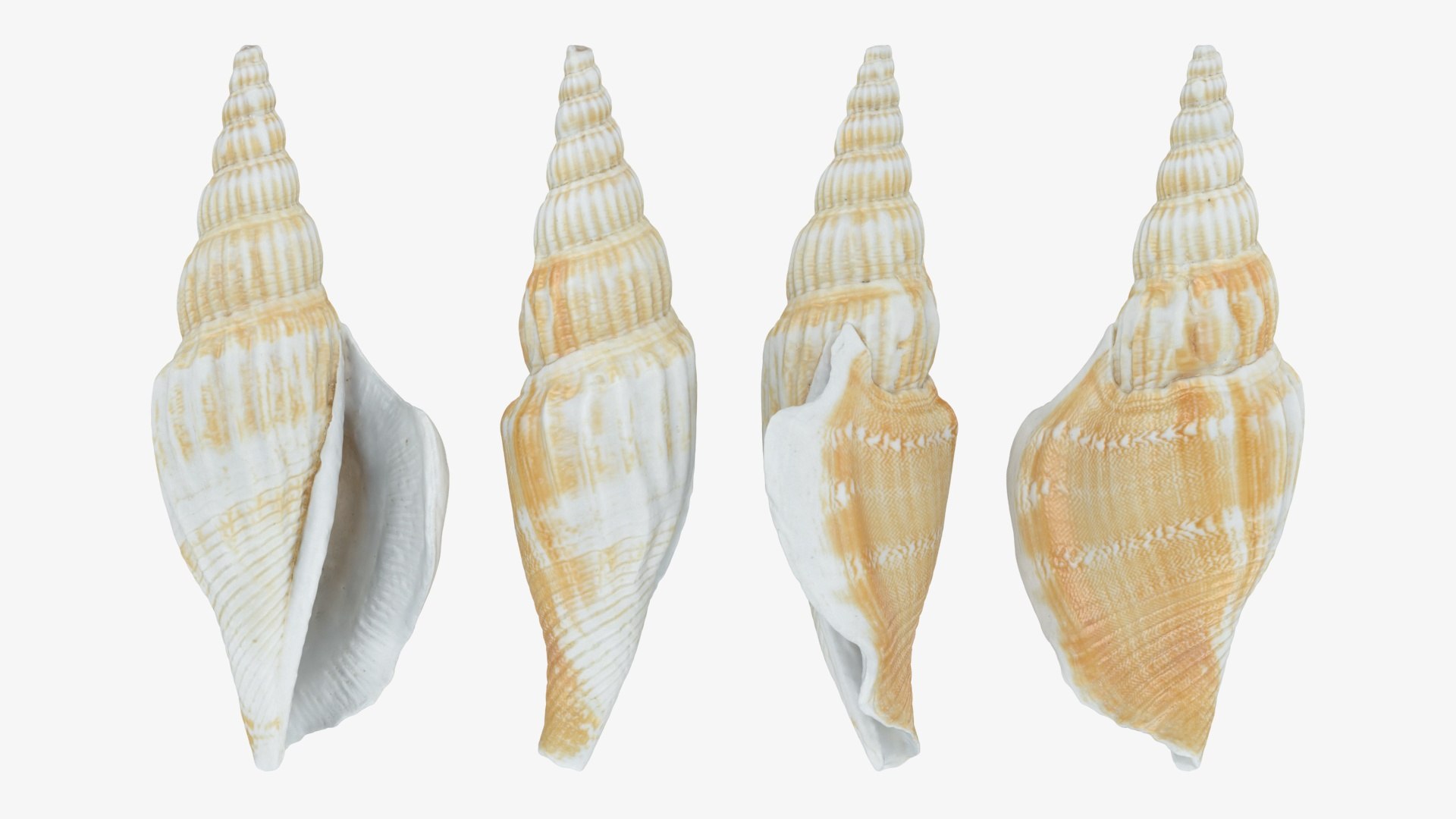 3D Doxander Vittatus Model - TurboSquid 2360173