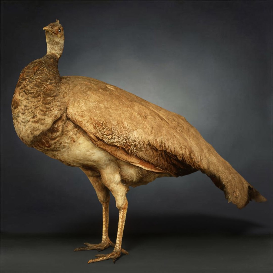 3D animal digital photogrammetry - TurboSquid 1162966