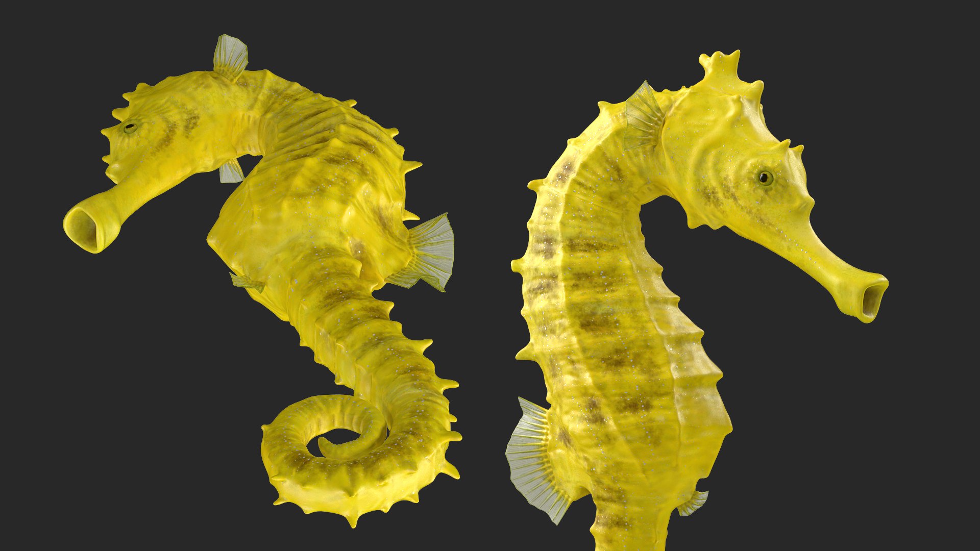 Slender Seahorse Hippocampus Reidi 3D - TurboSquid 1545728