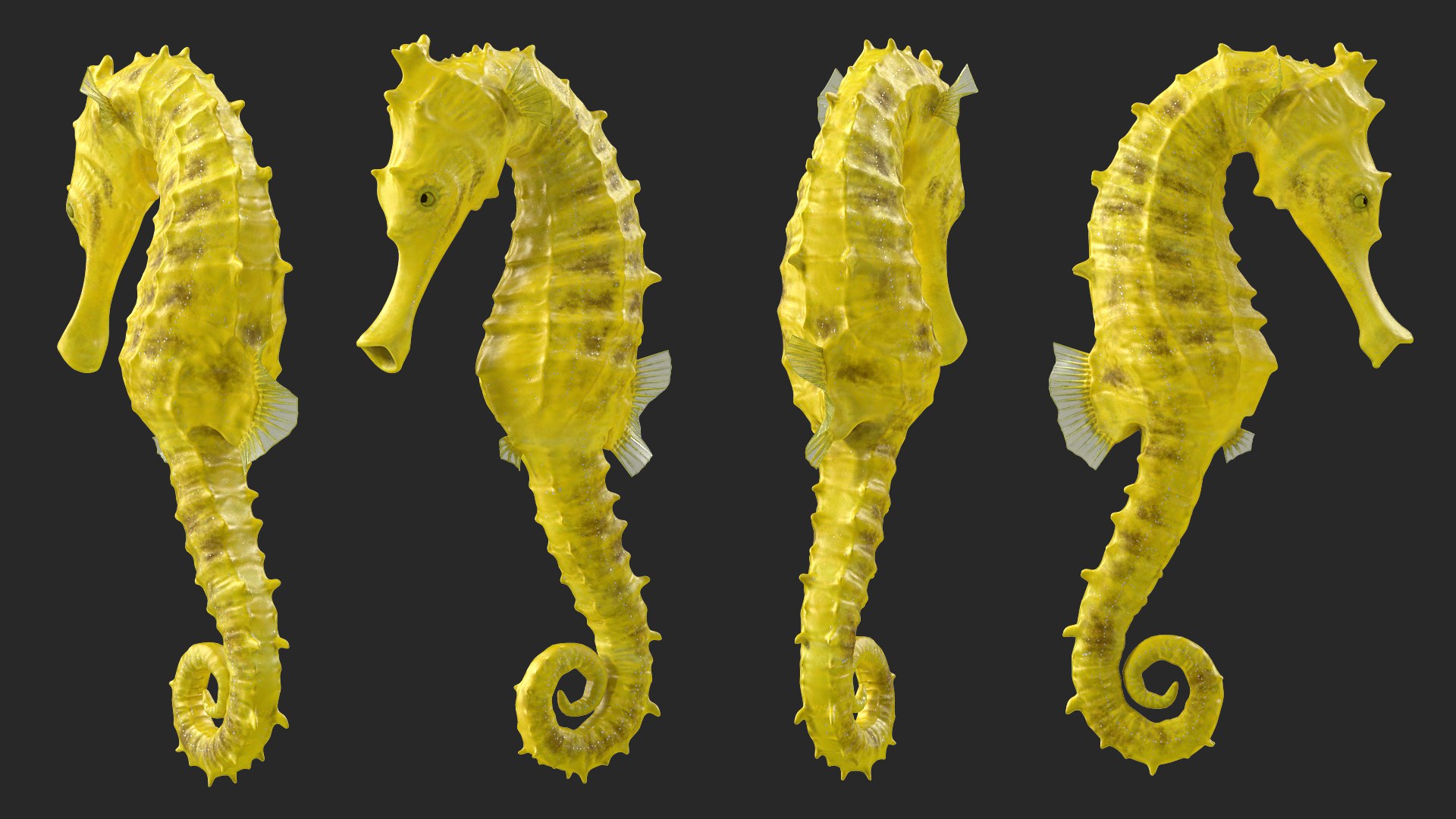 Slender Seahorse Hippocampus Reidi 3D - TurboSquid 1545728
