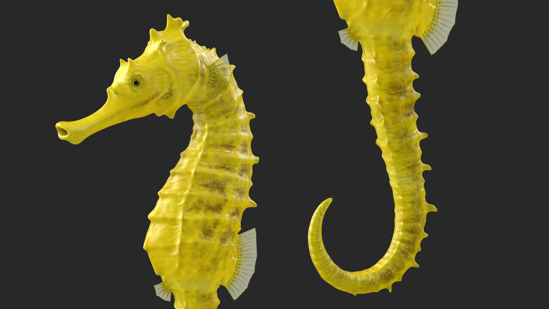 Slender Seahorse Hippocampus Reidi 3D - TurboSquid 1545728