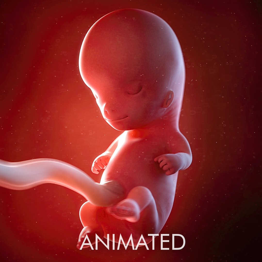 3D fetus week 10 model - TurboSquid 1223358