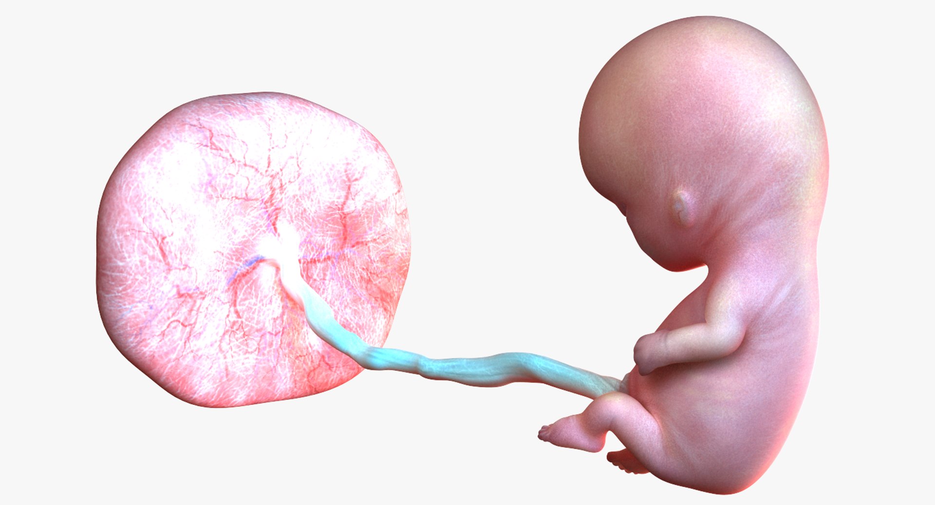 3D fetus week 10 model - TurboSquid 1223358