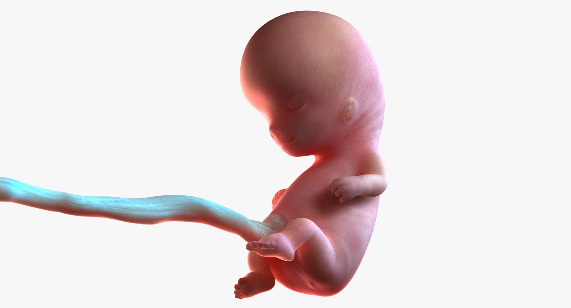 3D fetus week 10 model - TurboSquid 1223358