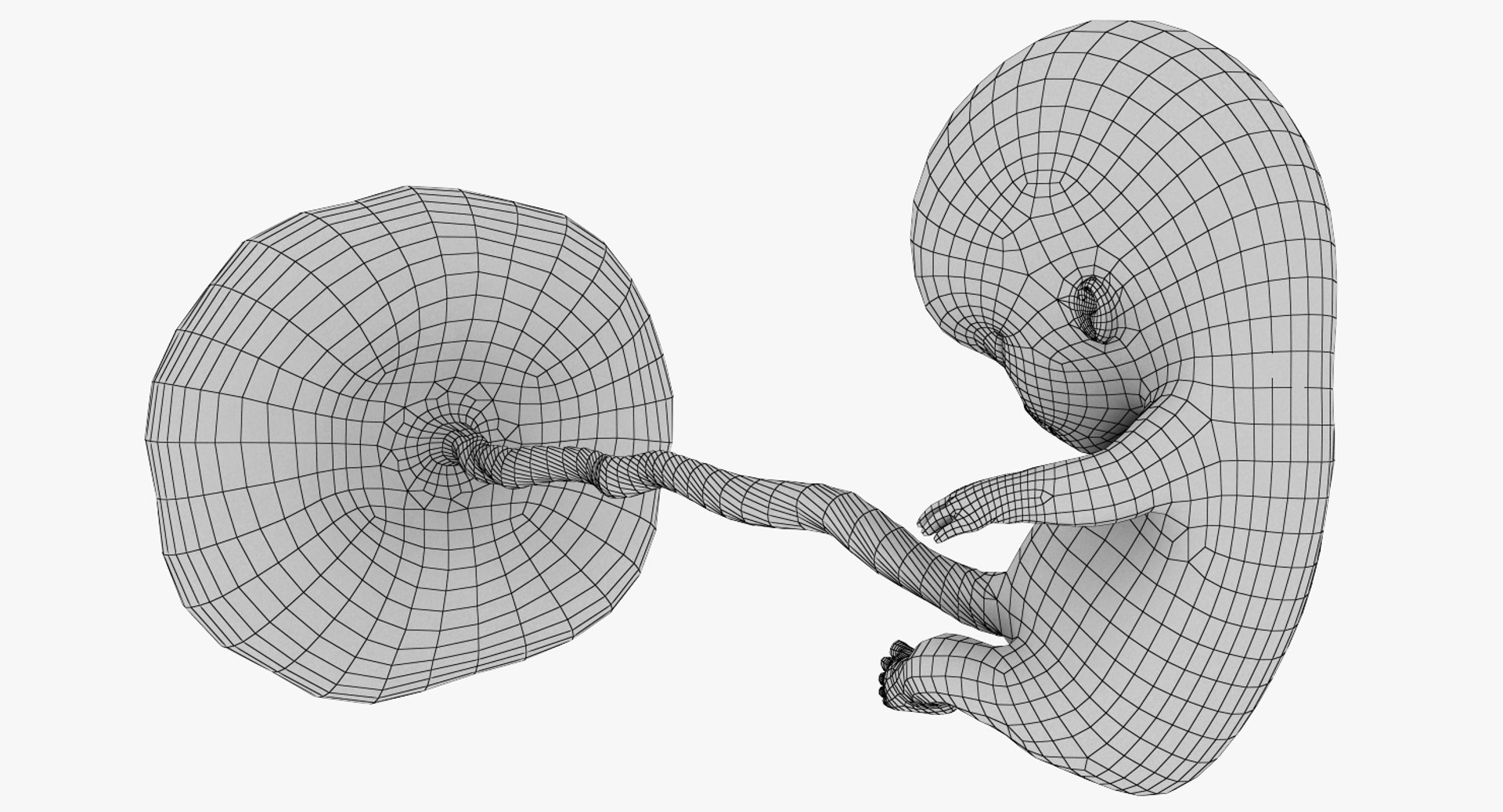 3D fetus week 10 model - TurboSquid 1223358