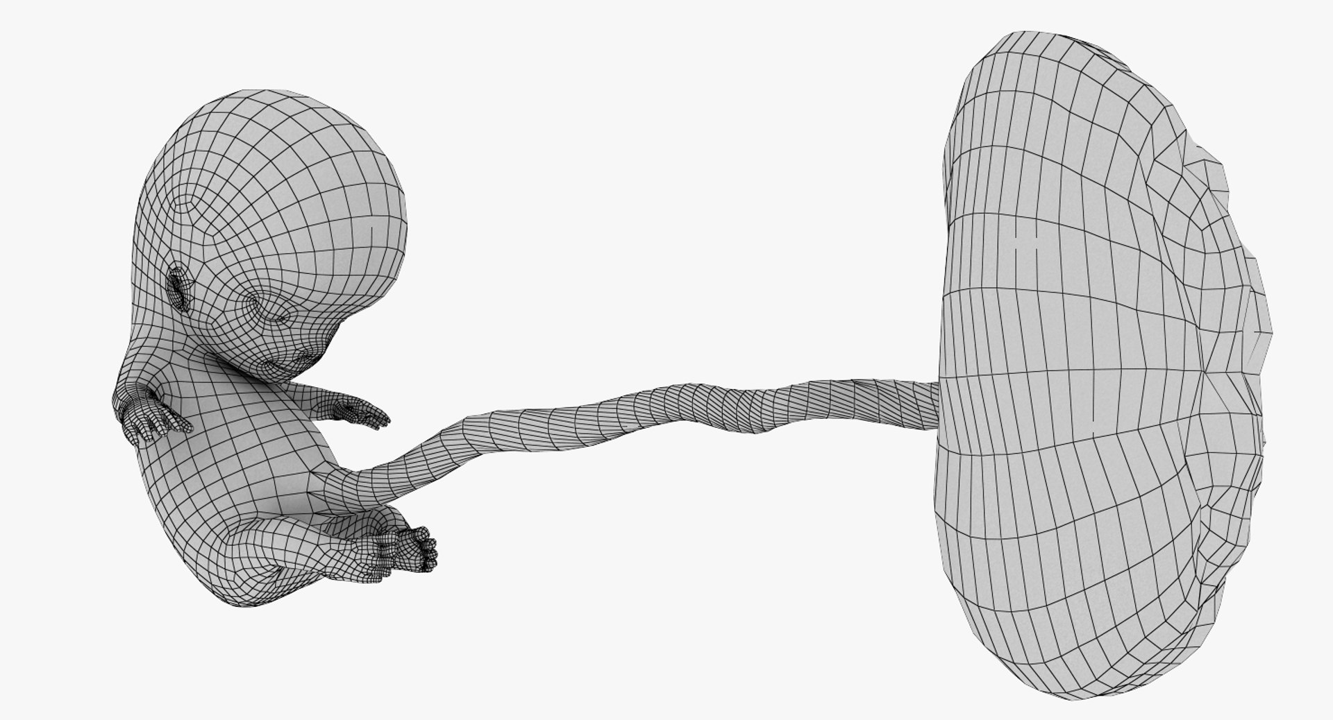 3D fetus week 10 model - TurboSquid 1223358