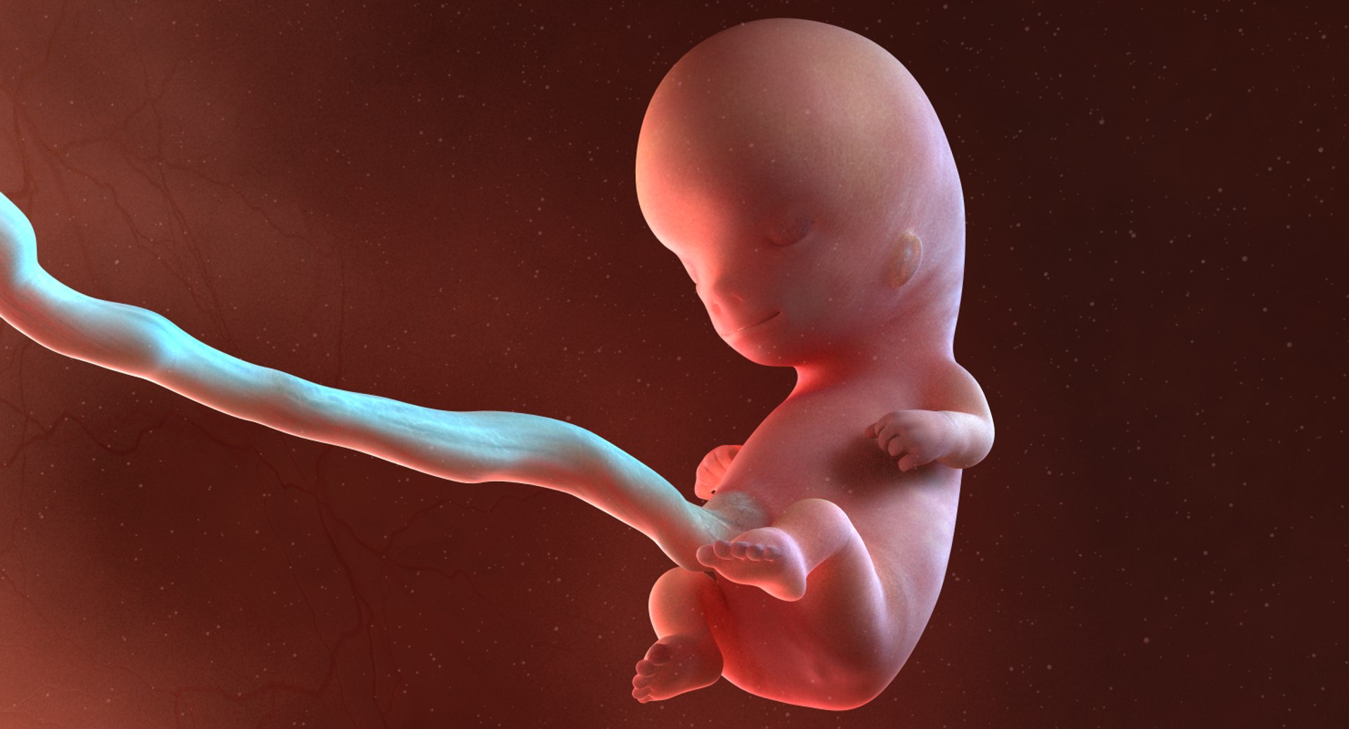 3D fetus week 10 model - TurboSquid 1223358