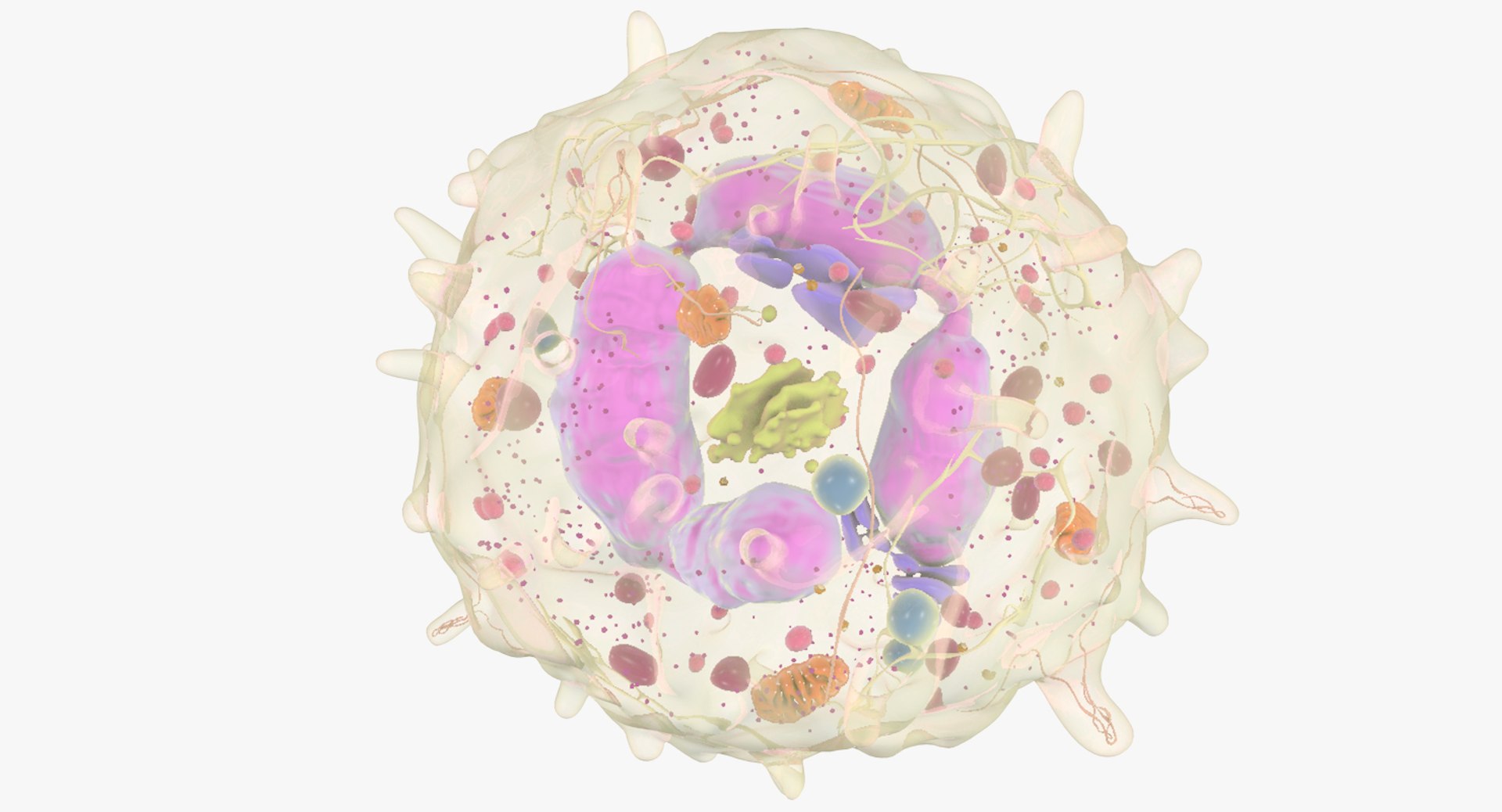 Neutrophil cells azurophilic 3D model - TurboSquid 1268922