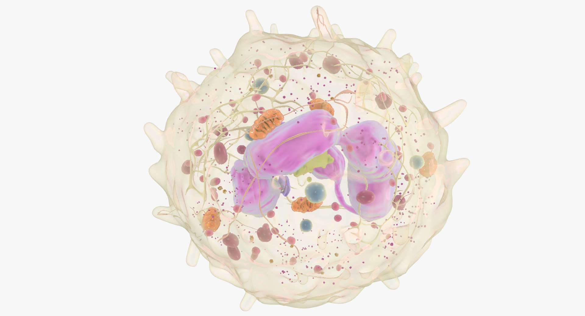 Neutrophil cells azurophilic 3D model - TurboSquid 1268922